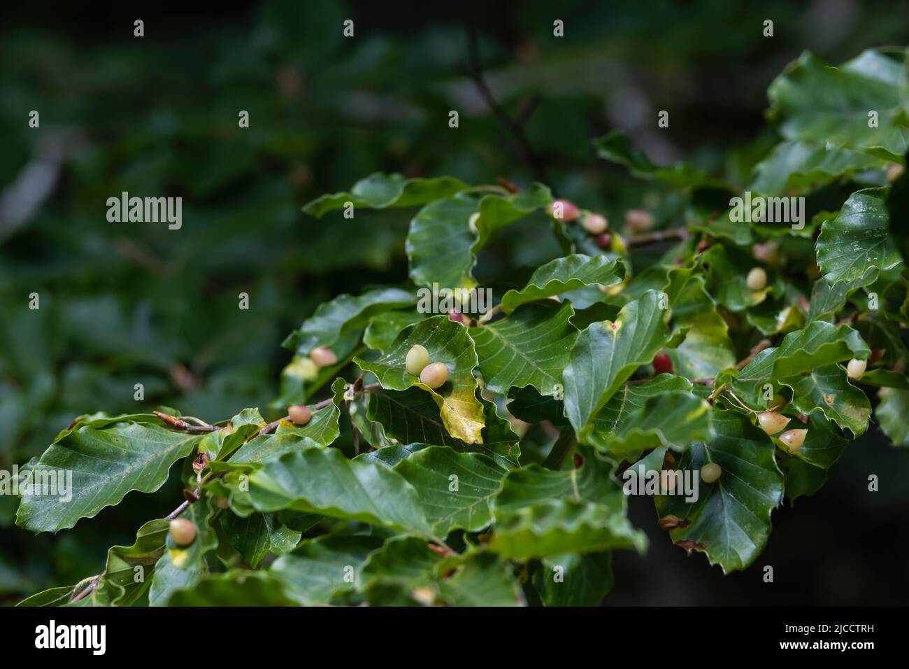 Mikiola fagi midge galls on beech (Fagus sylvatica) leaves Stock Photo ...