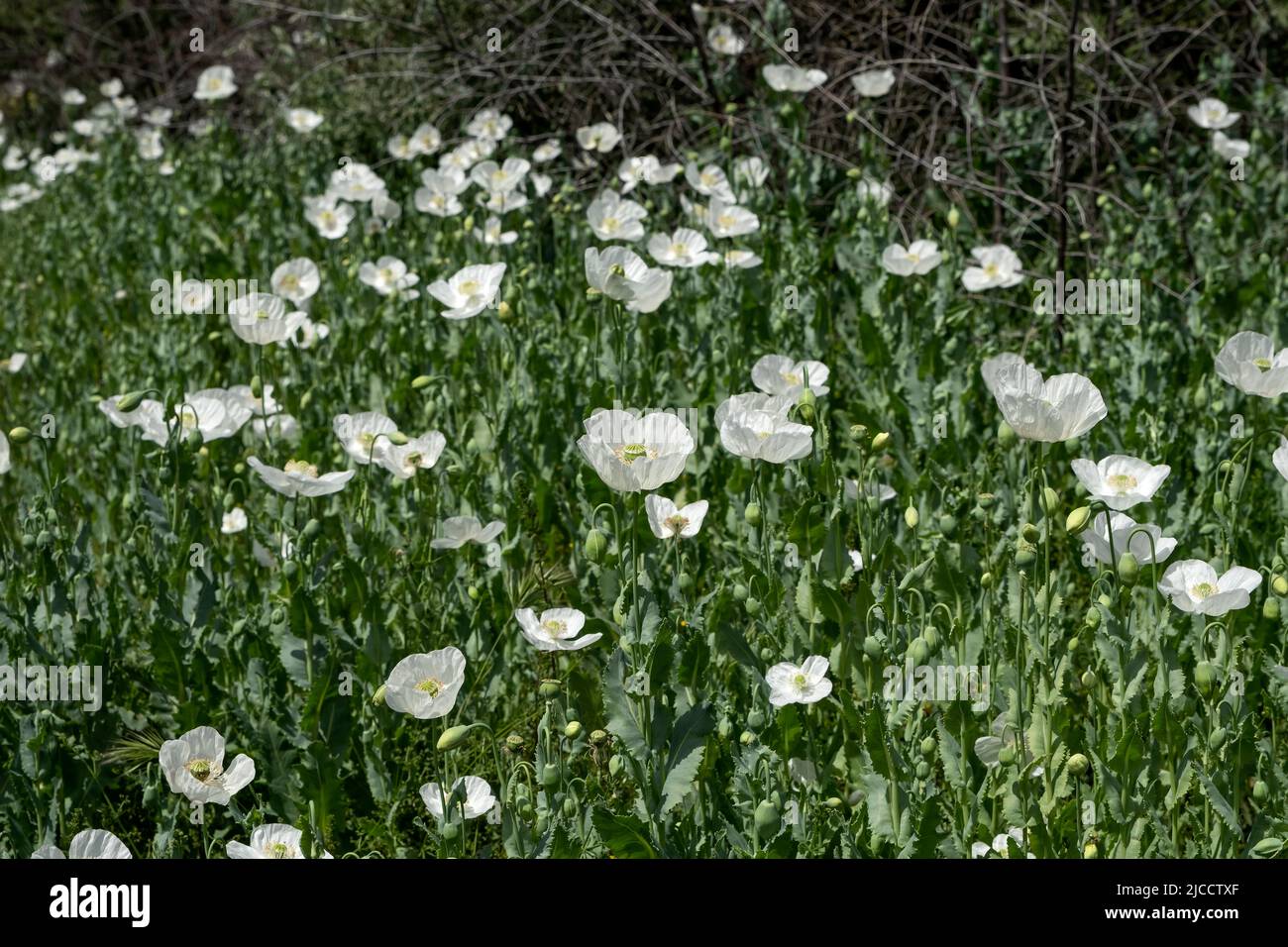 Papaver somniferum known as opium poppy white flowers blooming in ...