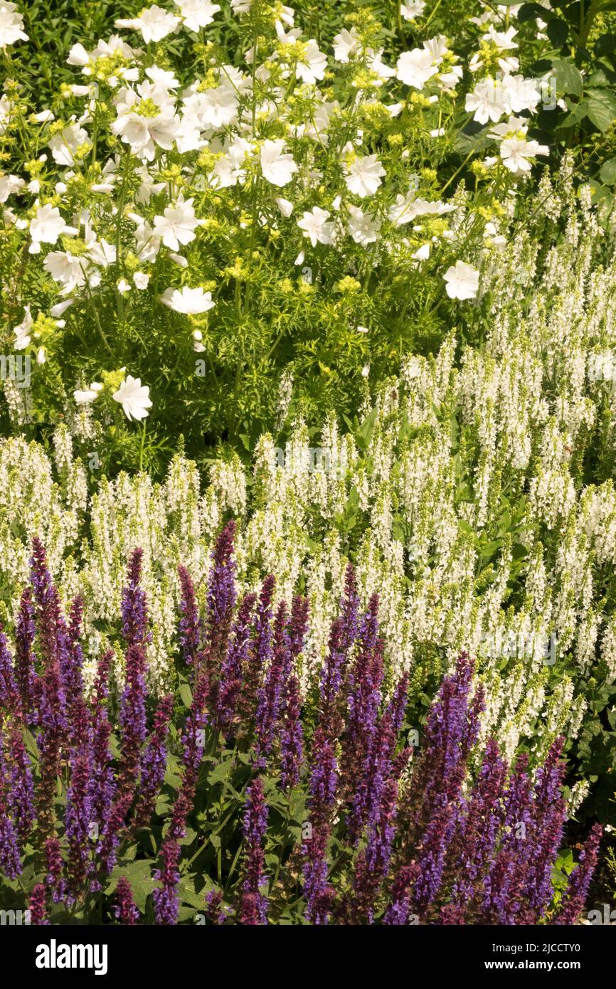 Malva alba hi-res stock photography and images - Alamy