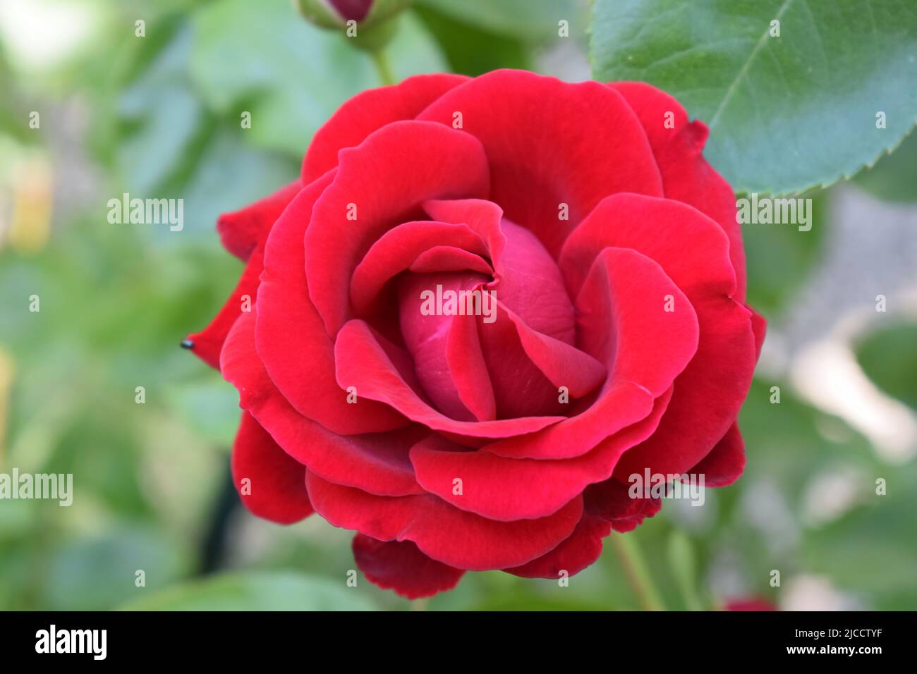 blooming red roase Stock Photo - Alamy