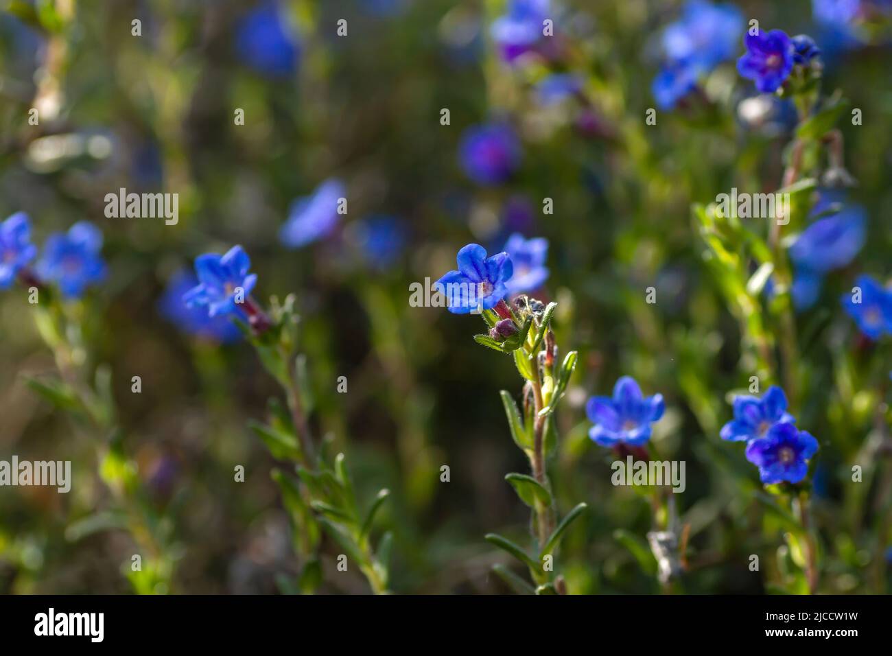 Creeping gromwell (Glandora prostrata) blue-purplish flowers Stock ...