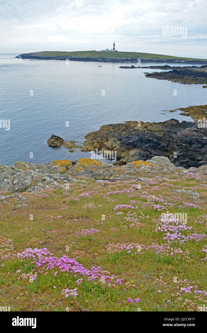 Bardsey Island lighthouse and flowering thrift Stock Photo - Alamy