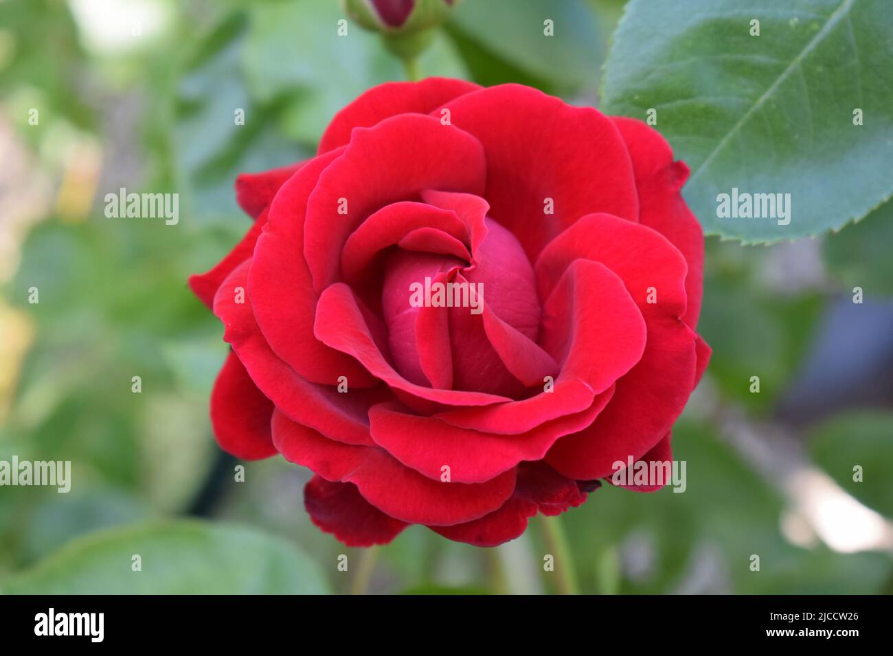 blooming red roase Stock Photo - Alamy