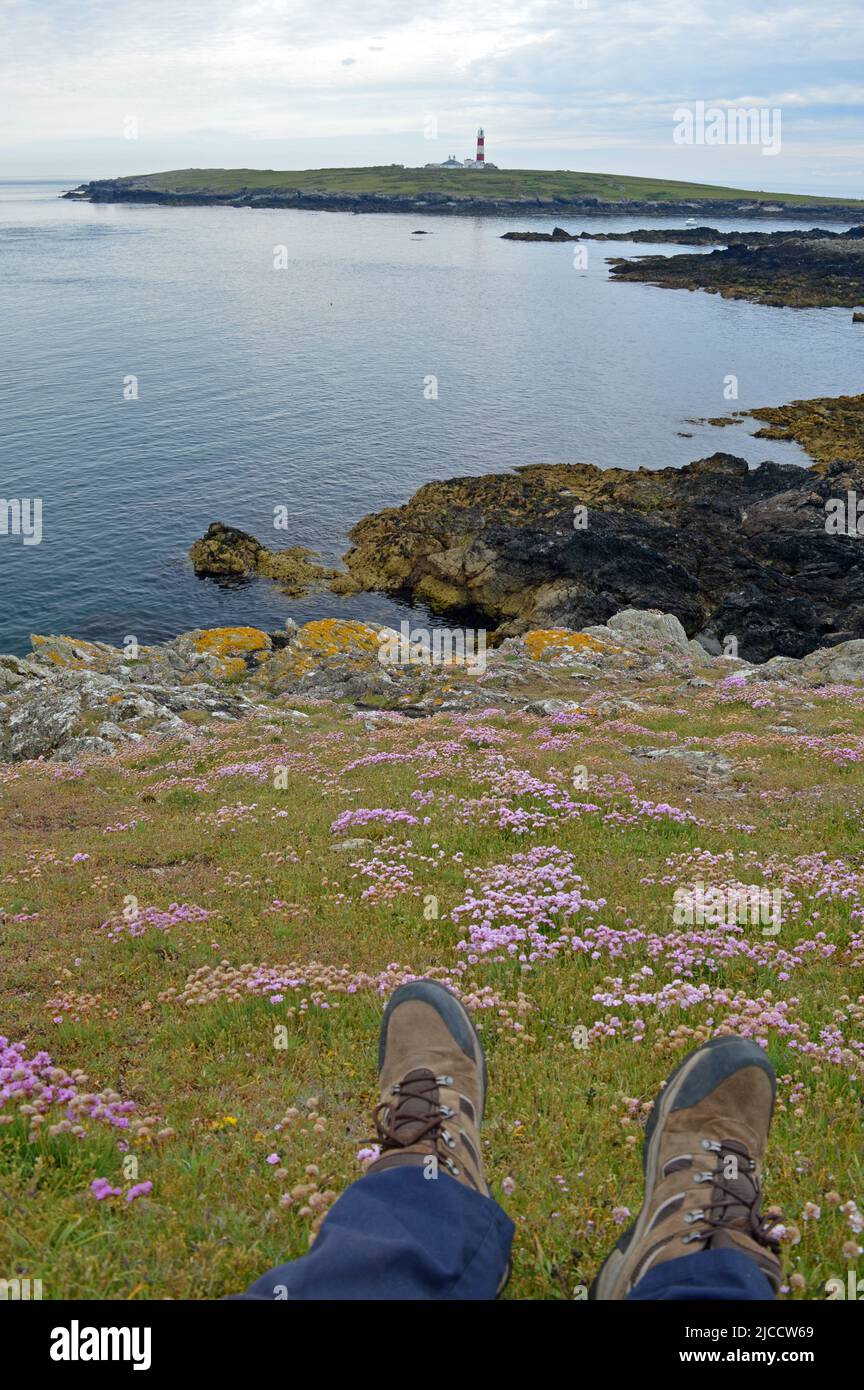 Bardsey Island lighthouse and flowering thrift Stock Photo - Alamy