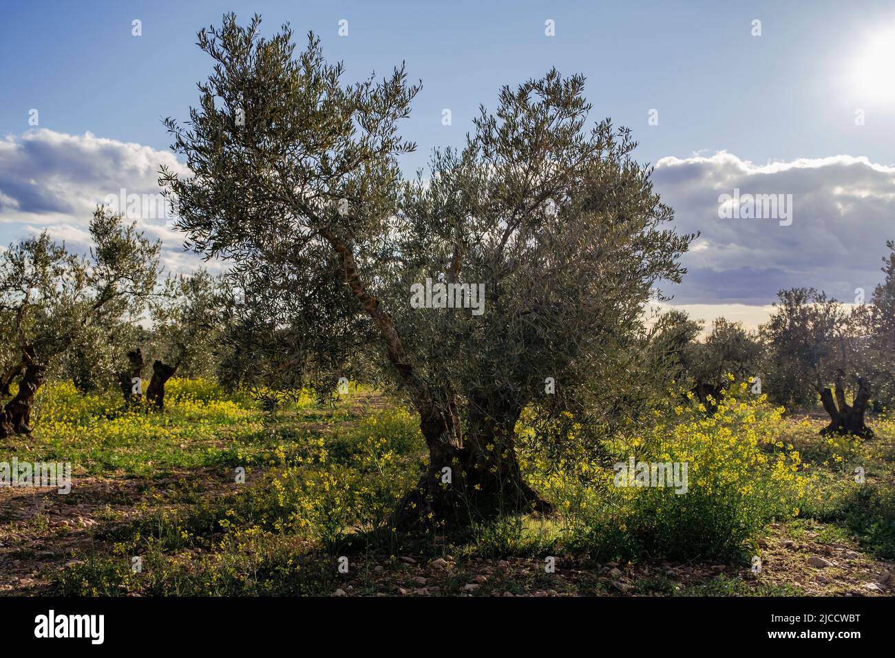 Olive trees (Olea europaea) field with springtime blooming yellow ...