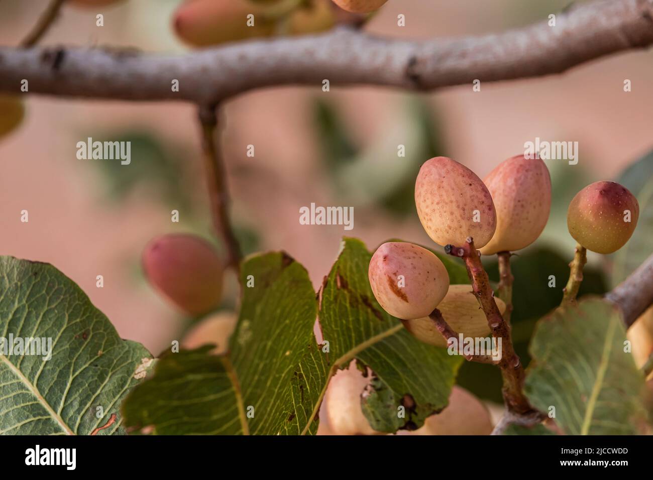 Pistacia vera harvest hi-res stock photography and images - Alamy