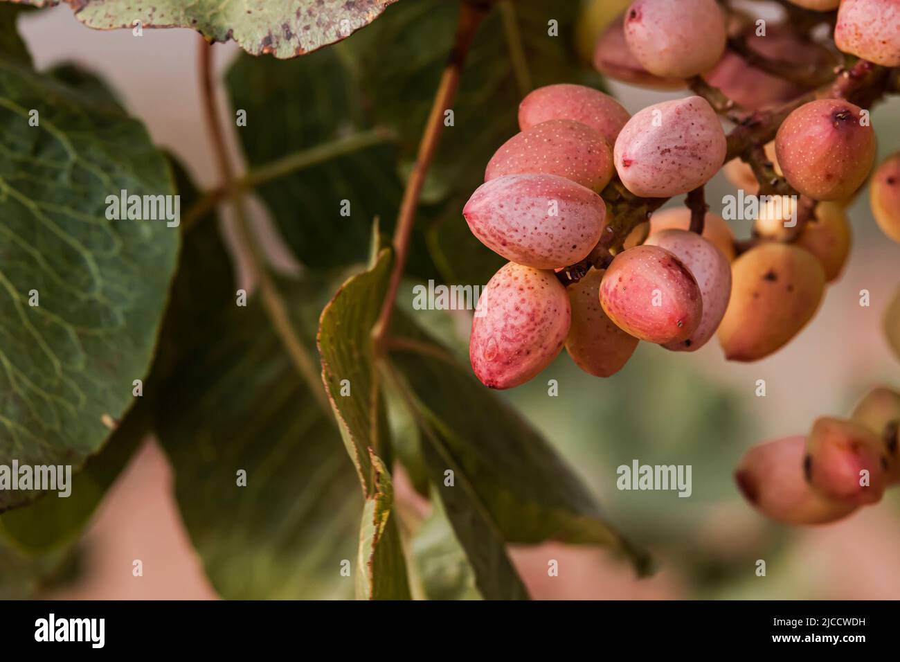 Pistachio tree (Pistacia vera) ripe nuts bunch close up, selective ...