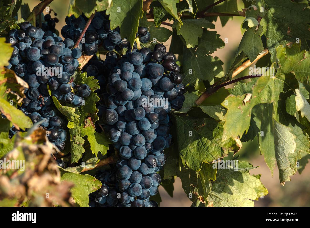 Vitis vinifera winemaking vineyard grape vines with ripe dark blue ...