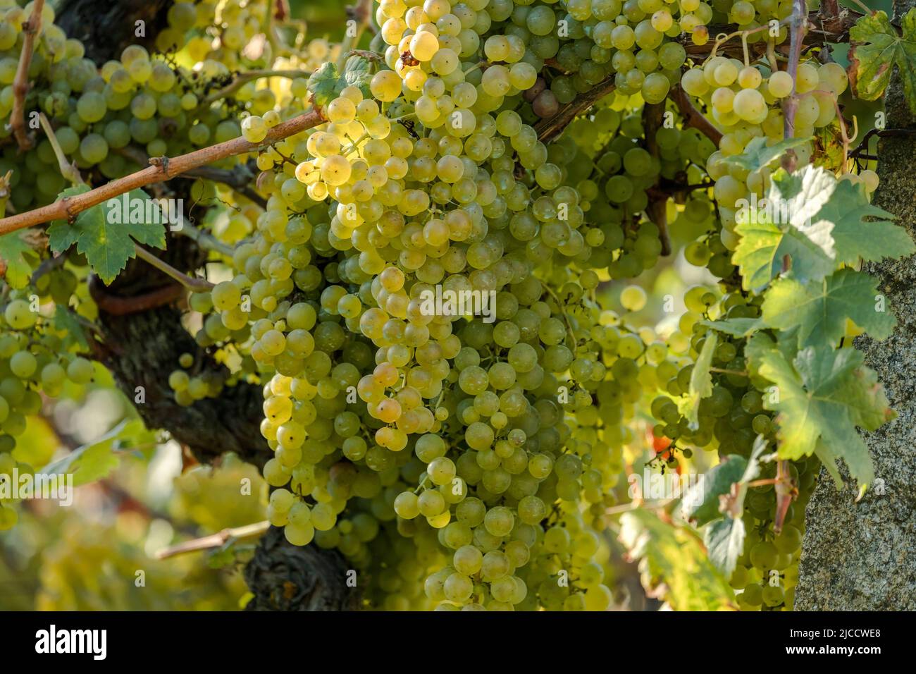 Vitis vinifera grape vine ripe green fruits Stock Photo - Alamy
