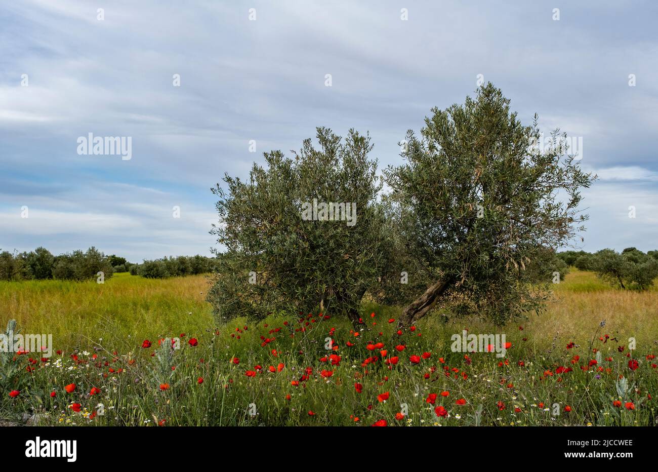 Olive tree (Olea europaea) field with blooming springtime wild red ...