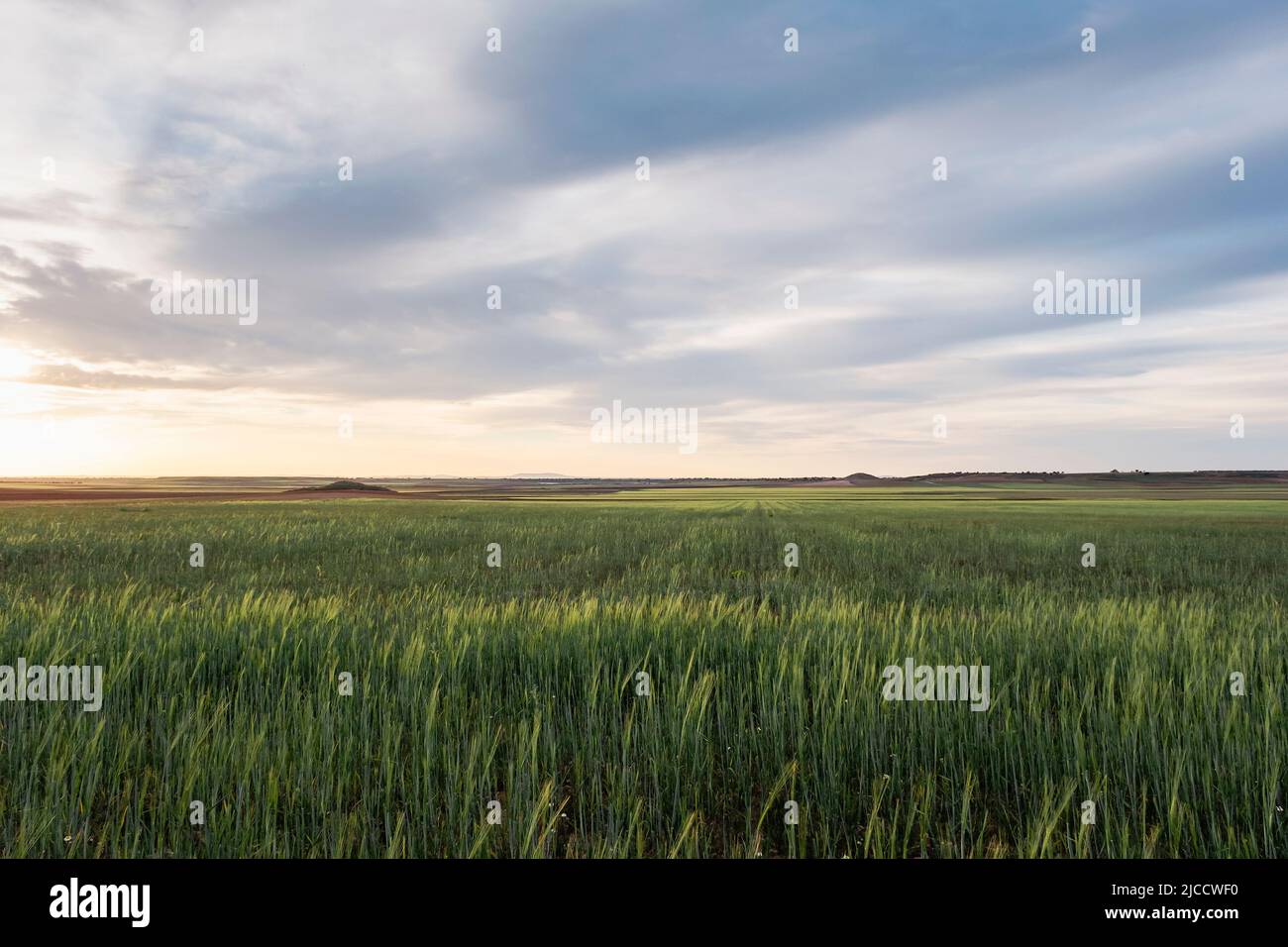 Wheat field castilla la spain hi-res stock photography and images - Alamy
