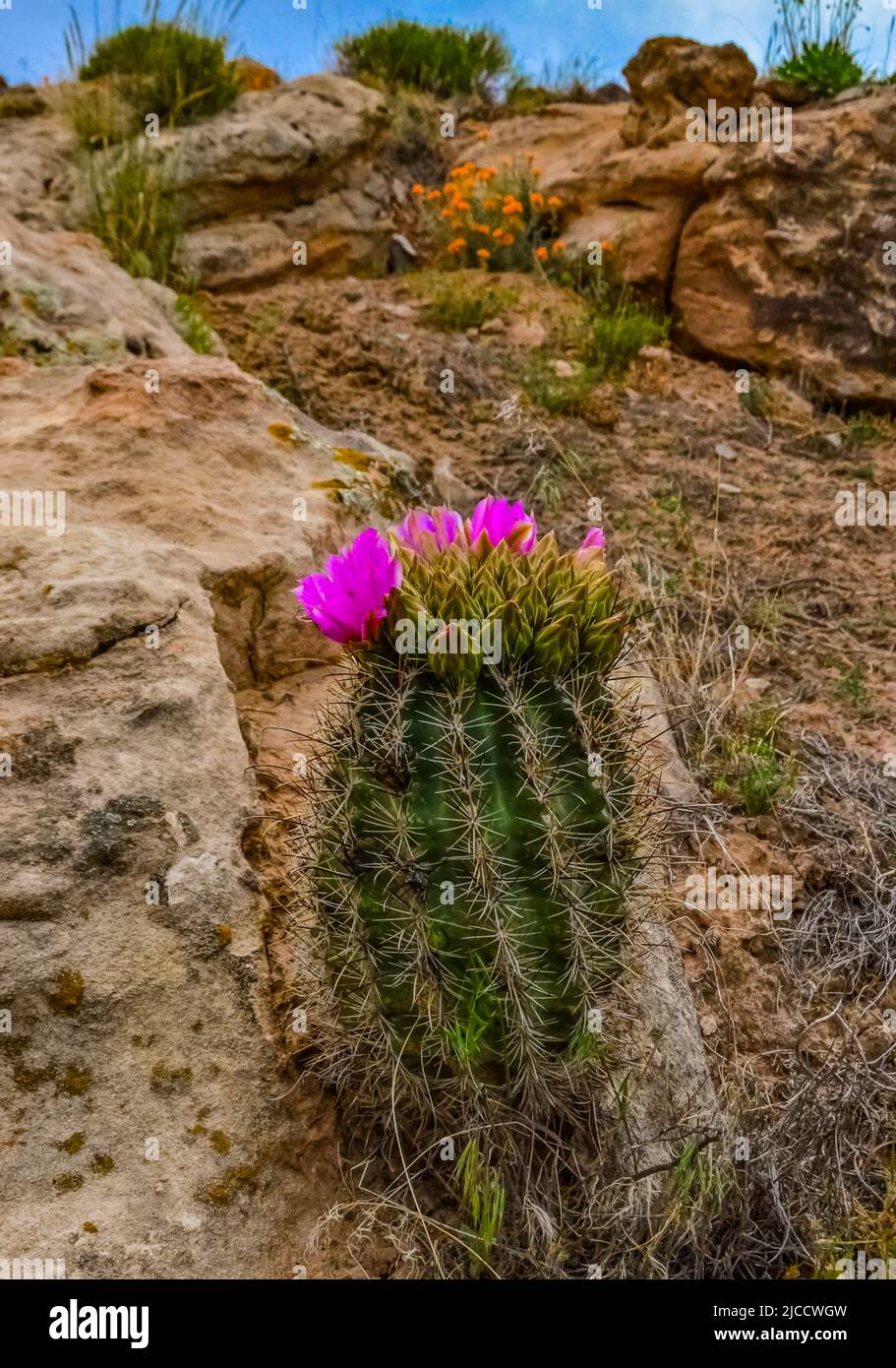 Pink flowers of Sclerocactus sp. Sclerocactus is the most common and ...