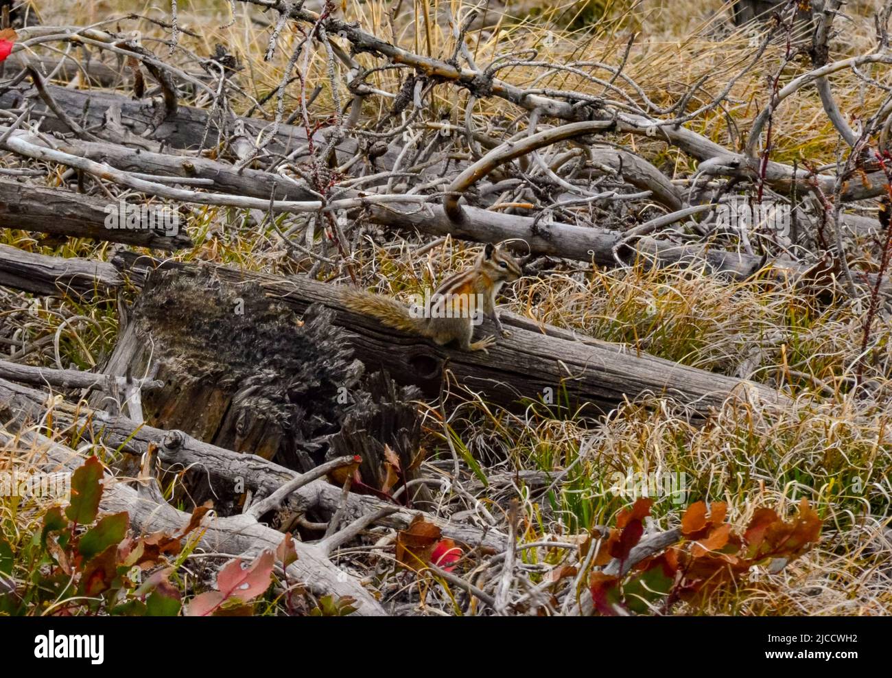 Striped rodent hi-res stock photography and images - Alamy