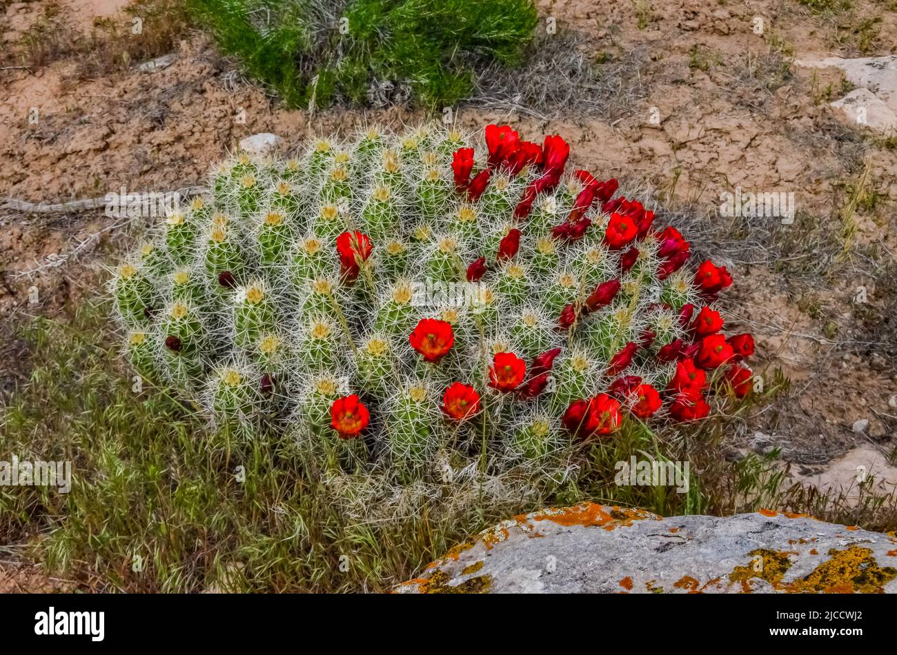 Flowering plants (Echinocereus sp.) Known commonly as the hedgehog ...