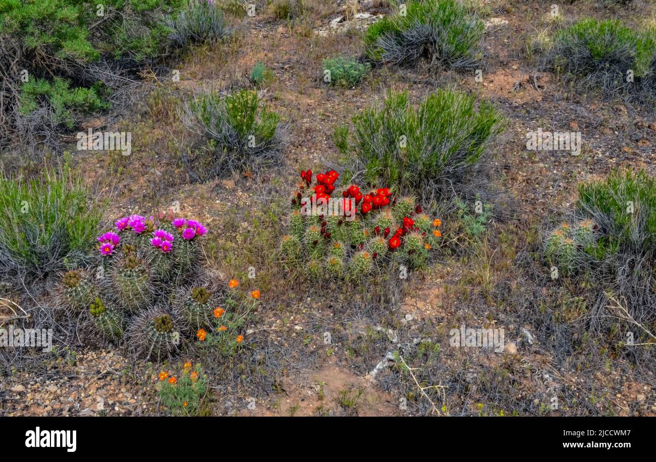 Pink flowers of Sclerocactus sp. Sclerocactus is the most common and ...