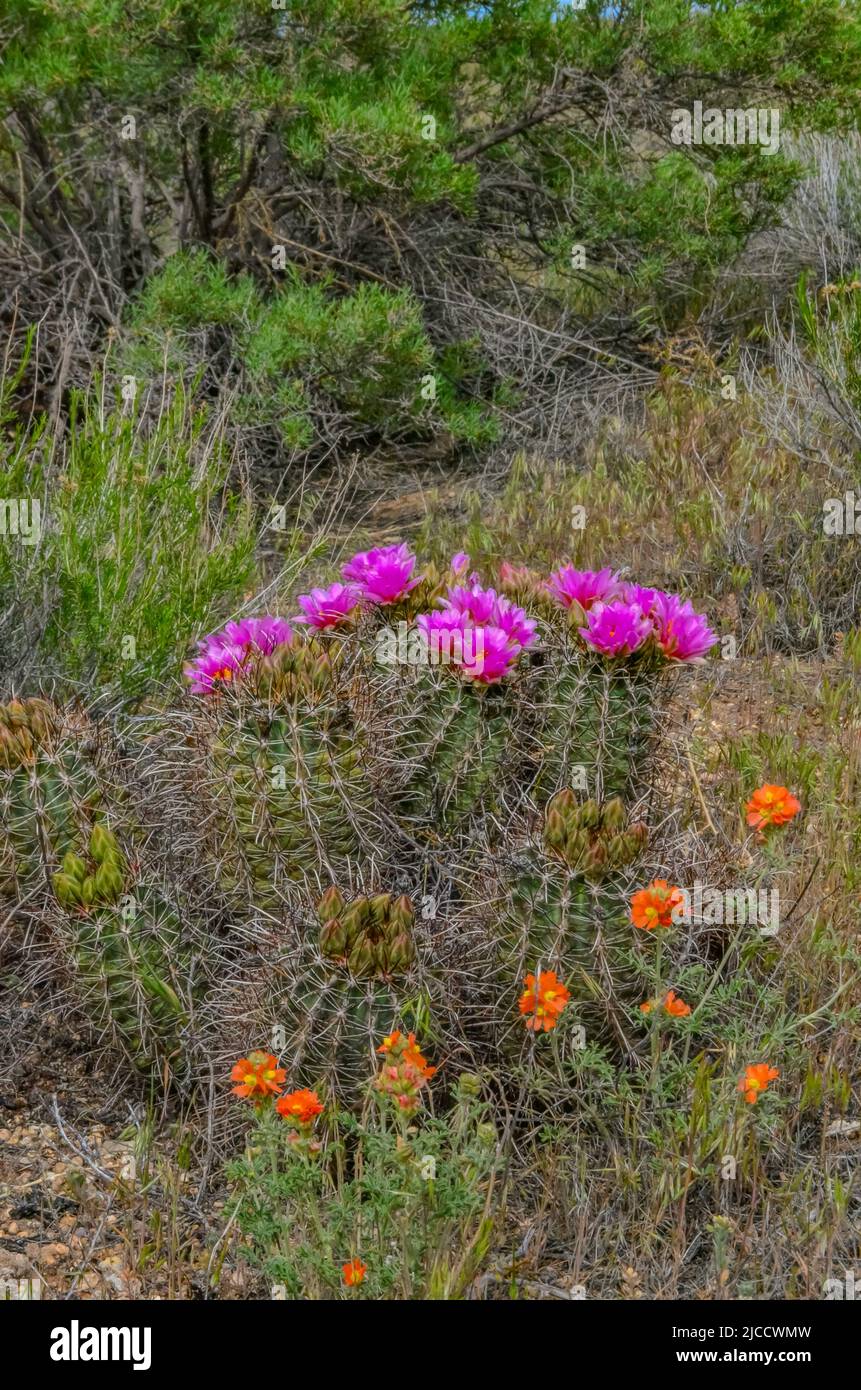 Pink flowers of Sclerocactus sp. Sclerocactus is the most common and ...