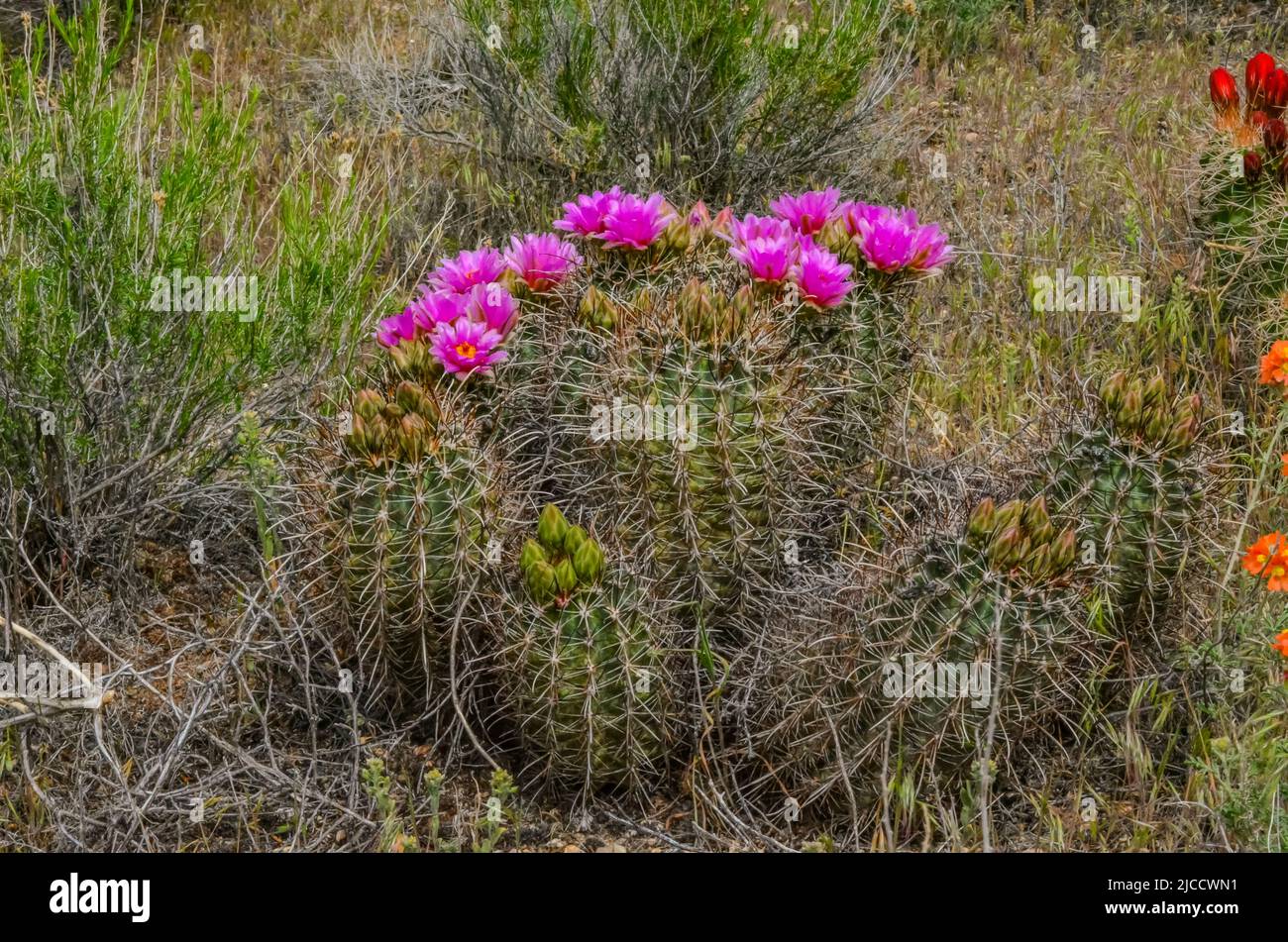 Pink flowers of Sclerocactus sp. Sclerocactus is the most common and ...