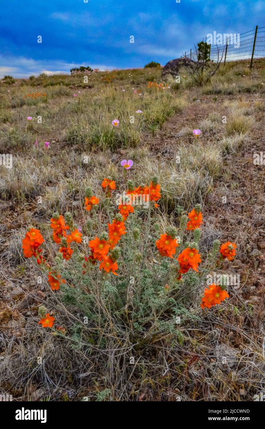 Wild flowers on the slopes of mountains in the north of Utah, USA Stock ...