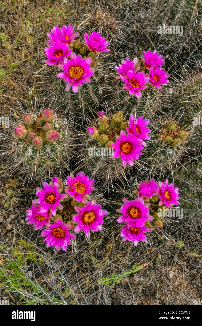 Pink flowers of Sclerocactus sp. Sclerocactus is the most common and ...
