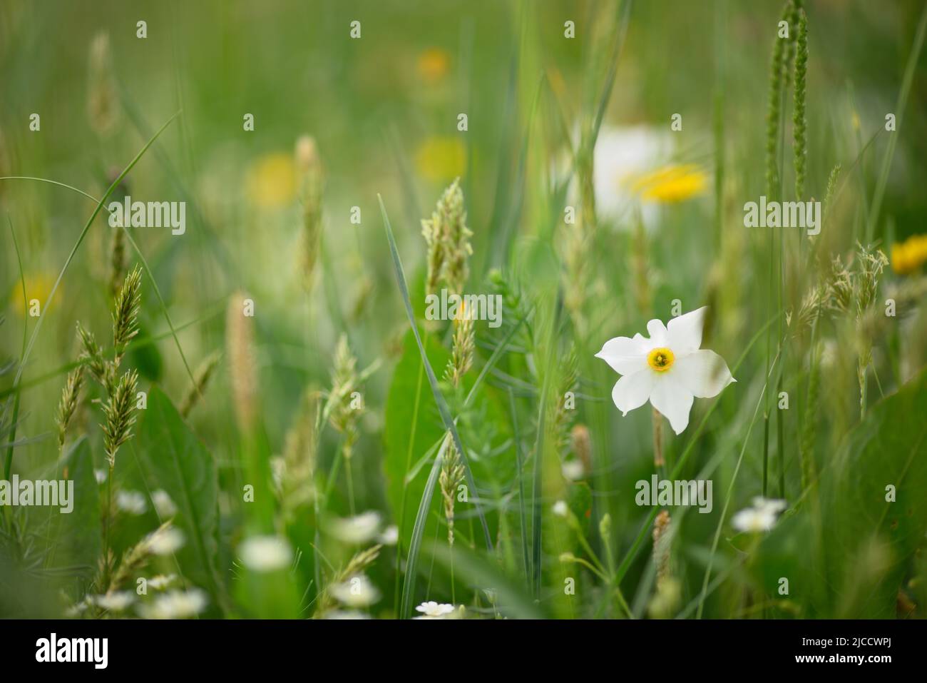 Poet's daffodil, narcissus, nargis, pheasant's eye, findern flower or ...