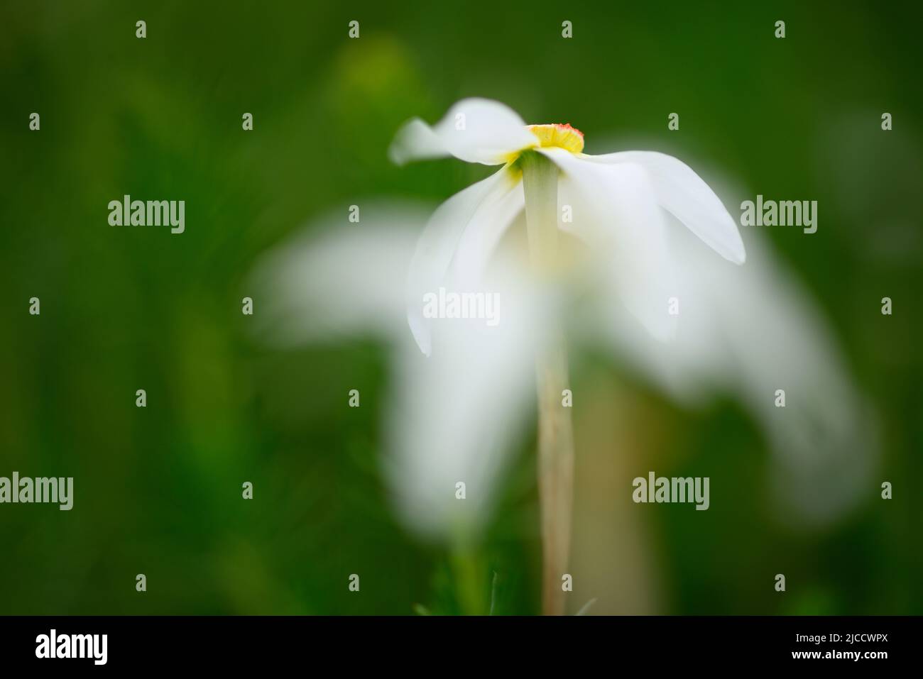 Poet's daffodil, narcissus, nargis, pheasant's eye, findern flower or ...