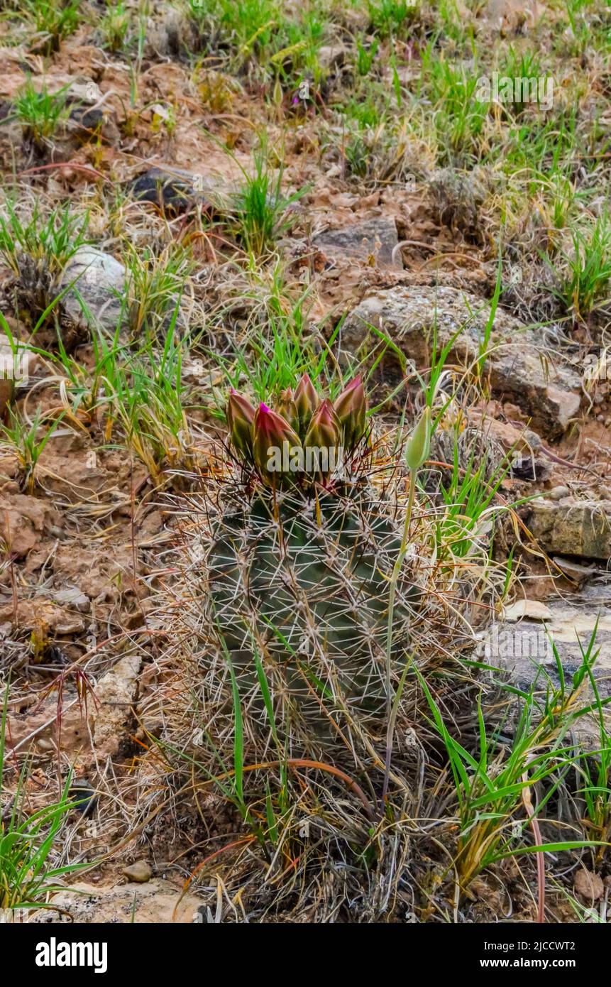 Pink flowers of Sclerocactus sp. Sclerocactus is the most common and ...