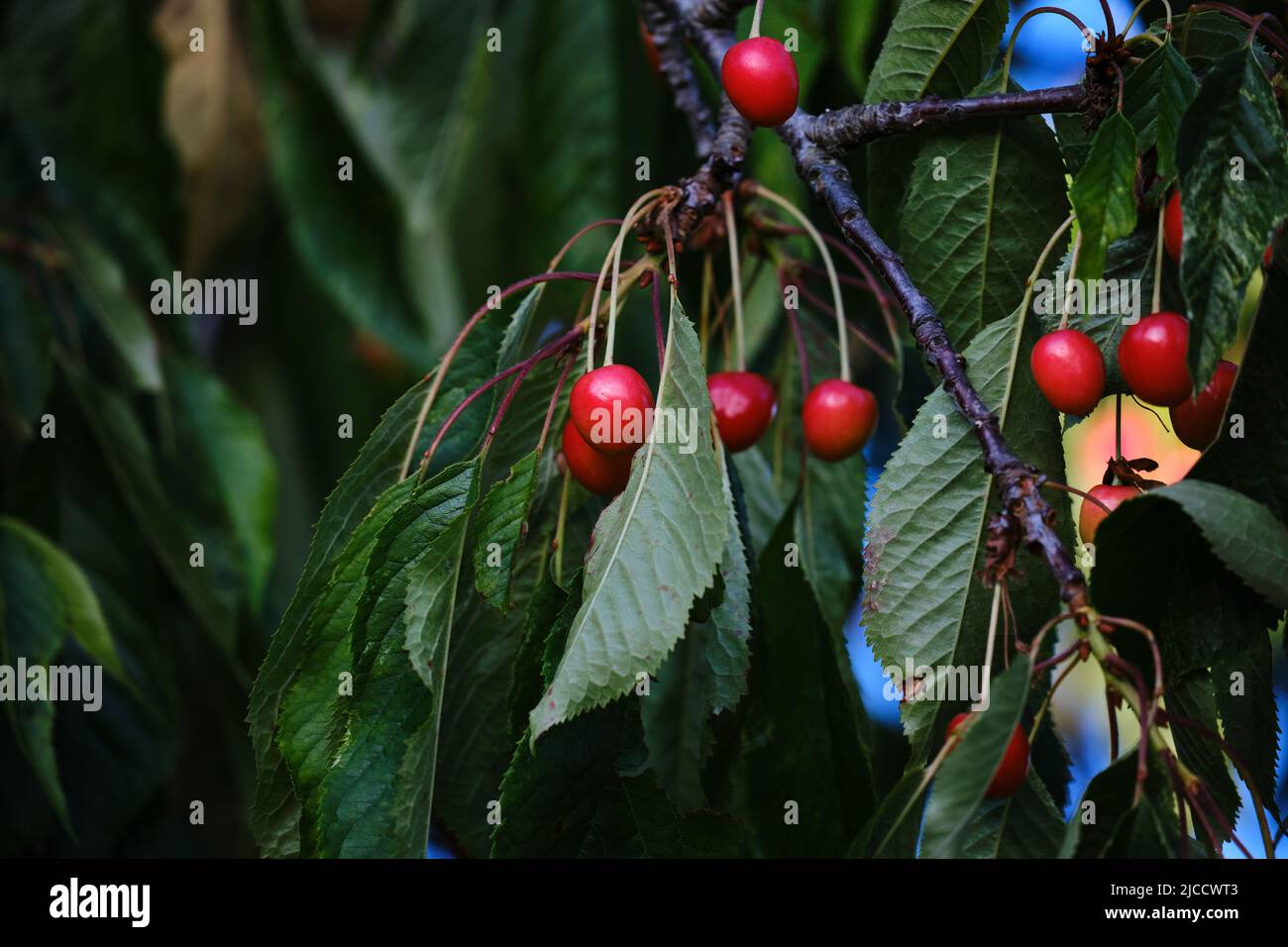 Real cherries hi-res stock photography and images - Alamy