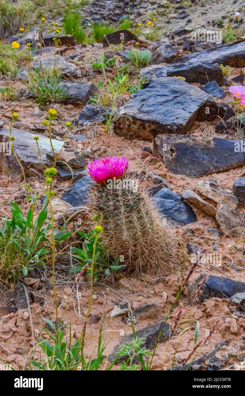 Pink flowers of Sclerocactus sp. Sclerocactus is the most common and ...