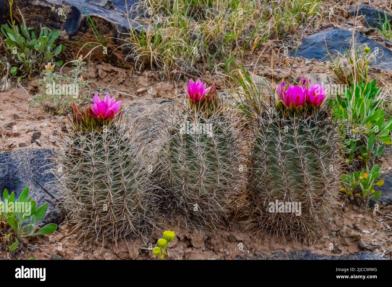 Pink flowers of Sclerocactus sp. Sclerocactus is the most common and ...
