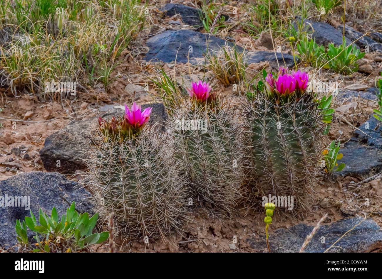 Pink flowers of Sclerocactus sp. Sclerocactus is the most common and ...