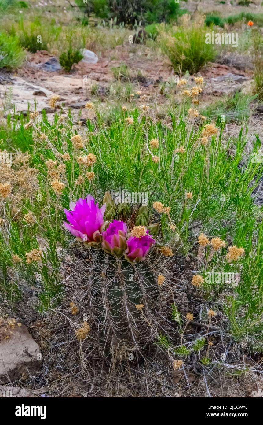 Pink flowers of Sclerocactus sp. Sclerocactus is the most common and ...