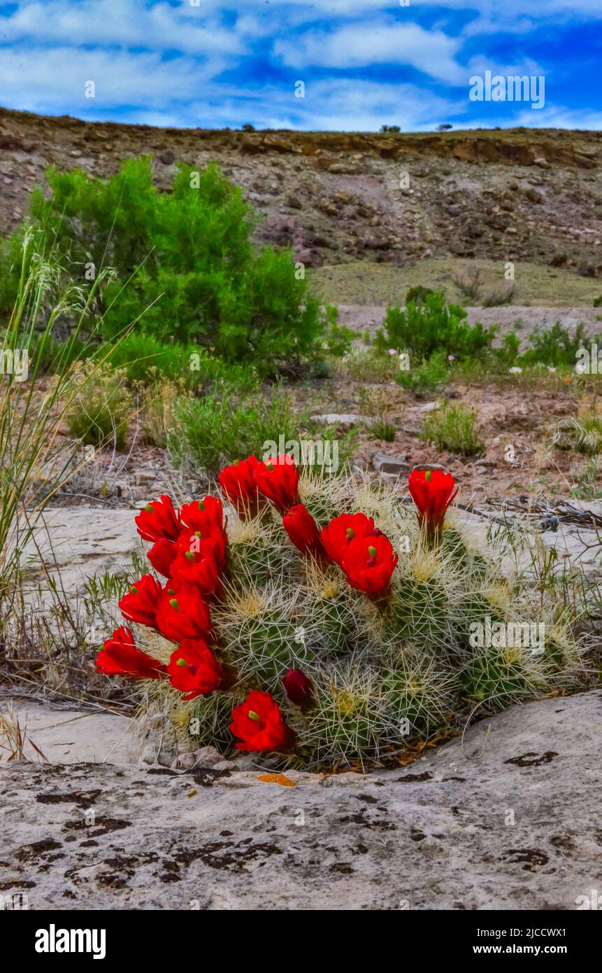 Flowering plants (Echinocereus sp.) Known commonly as the hedgehog ...