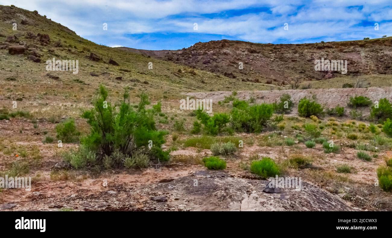 Solitary drought tolerant trees, desert plants, and cacti in a natural ...
