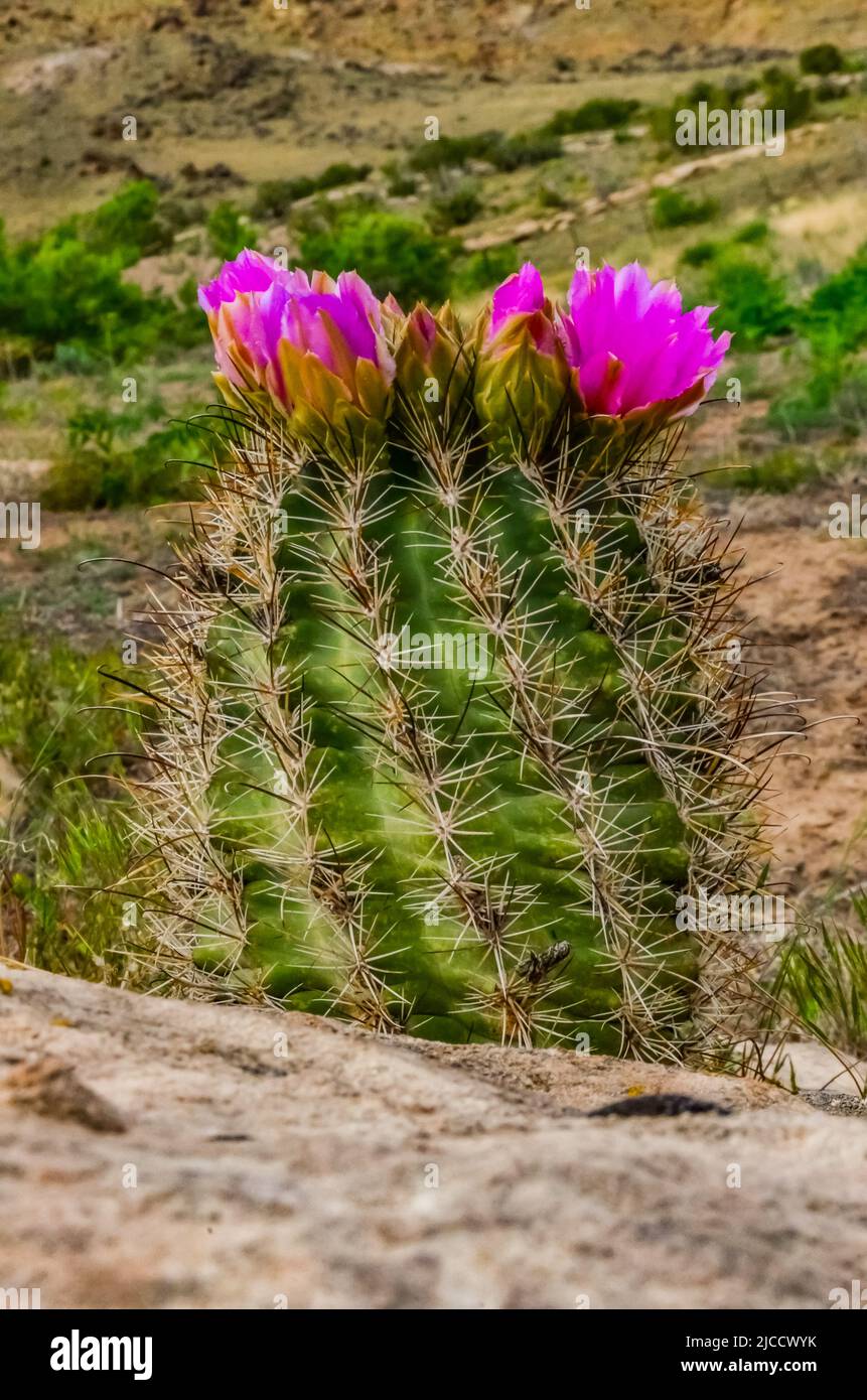 Pink flowers of Sclerocactus sp. Sclerocactus is the most common and ...