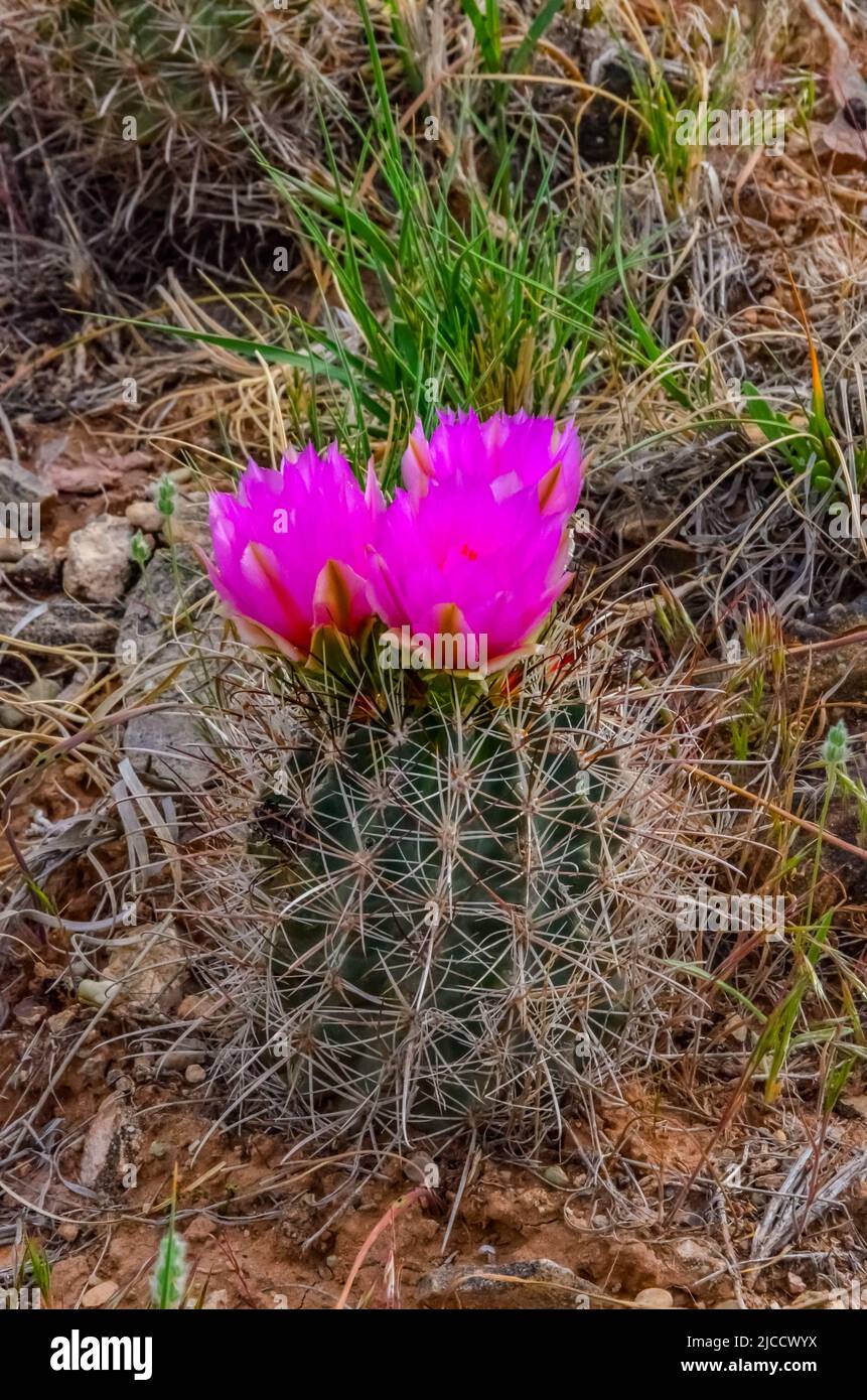 Pink flowers of Sclerocactus sp. Sclerocactus is the most common and ...