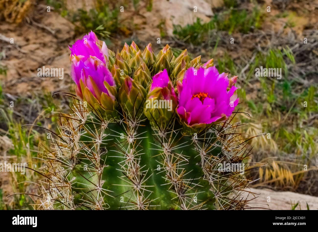 Pink flowers of Sclerocactus sp. Sclerocactus is the most common and ...