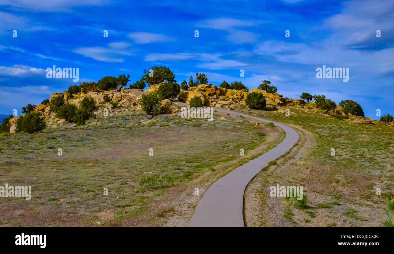 Solitary drought tolerant trees, desert plants, and cacti in a natural ...