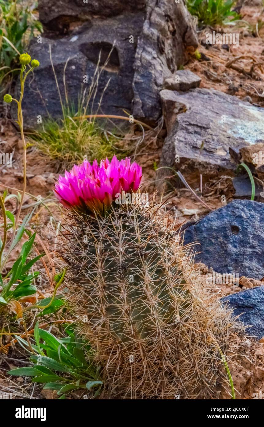 Pink flowers of Sclerocactus sp. Sclerocactus is the most common and ...