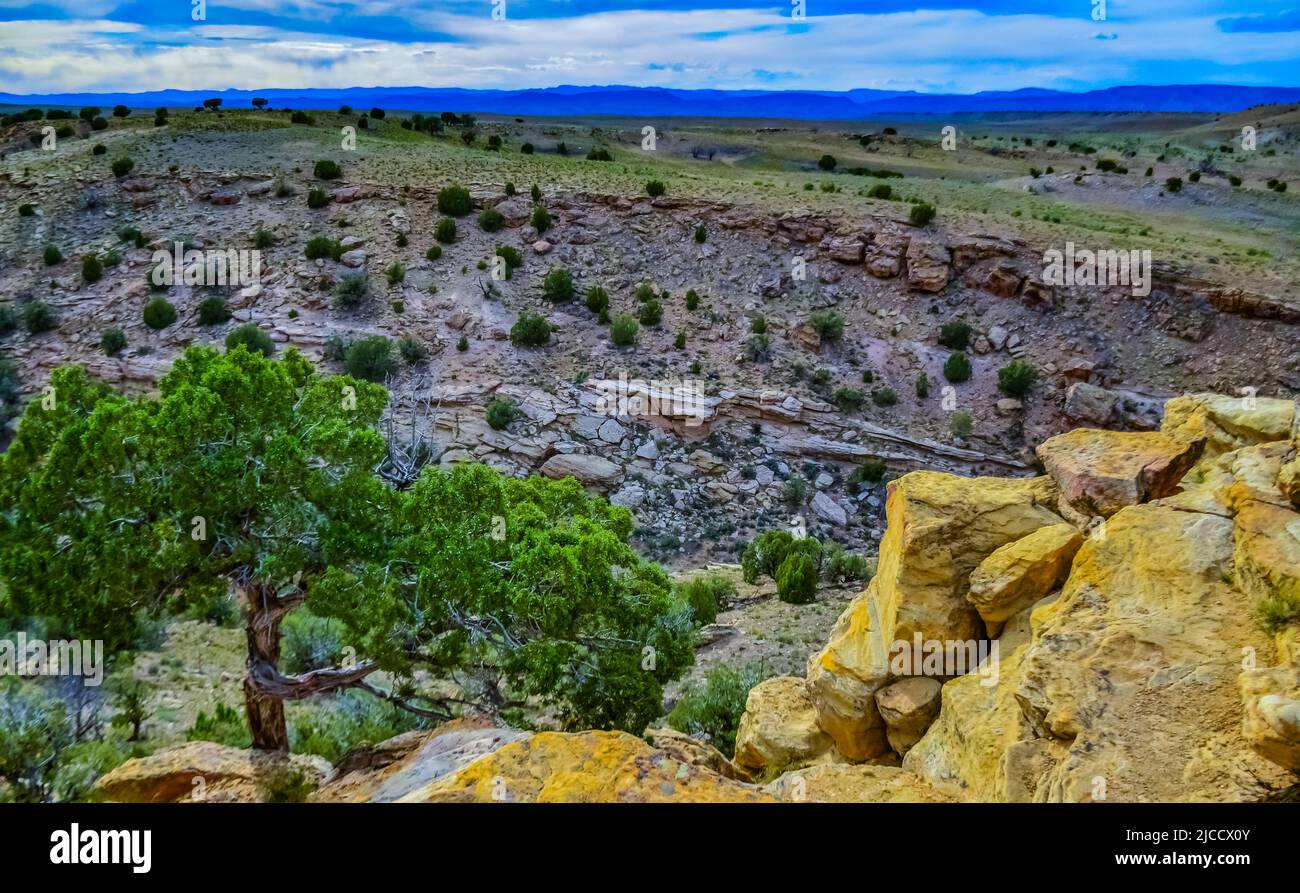 Solitary drought tolerant trees, desert plants, and cacti in a natural ...