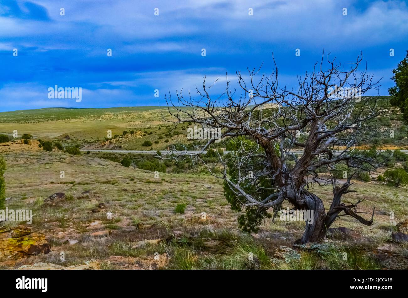 Solitary drought tolerant trees, desert plants, and cacti in a natural ...