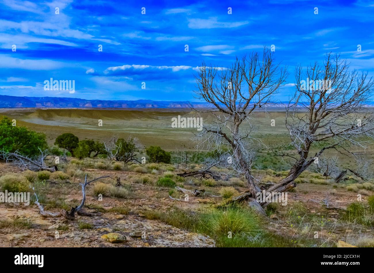 Solitary drought tolerant trees, desert plants, and cacti in a natural ...