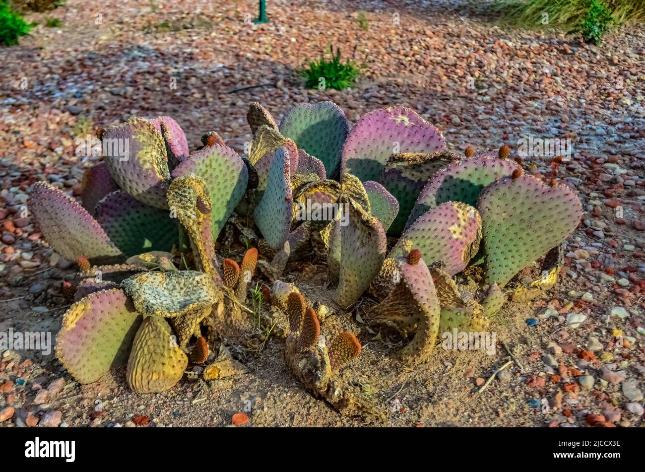 Flowering cactus plants Beavertail Prickly Pear (Opuntia basilaris ...