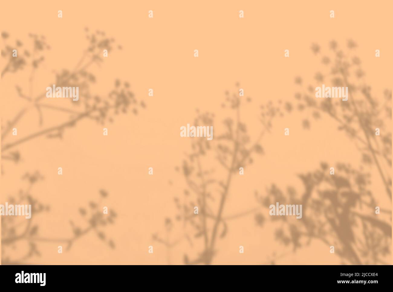 Natural light casts shadows from wildflowers. Top view of the shadow of ...