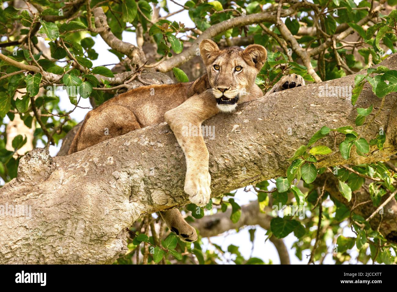 Juvenile lion in a tree. The Ishasha sector of Queen Elizabeth National ...