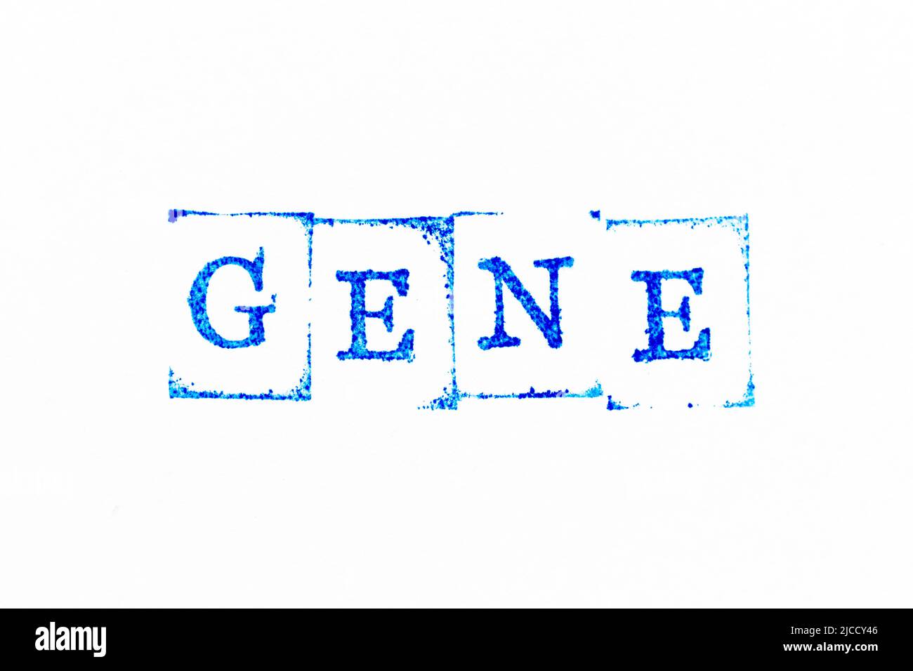 Blue color ink rubber stamp in word gene on white paper background ...