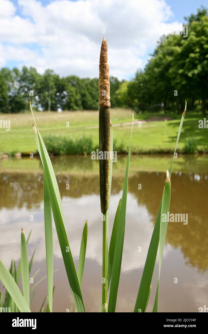 Scirpoides holoschoenus hi-res stock photography and images - Alamy