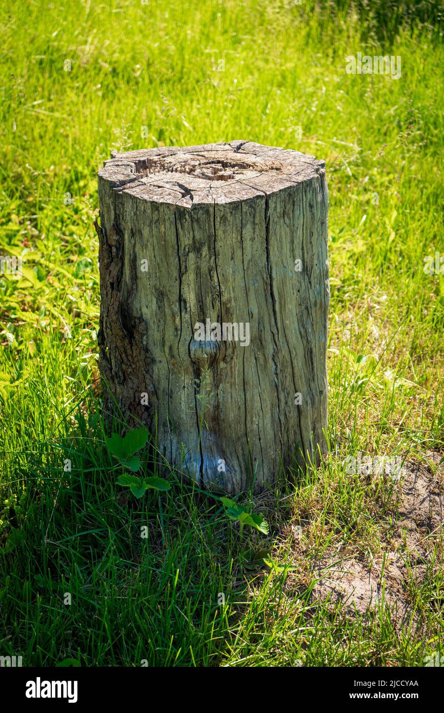 Old dry rotten stump on a green lawn lit by the sun Stock Photo - Alamy