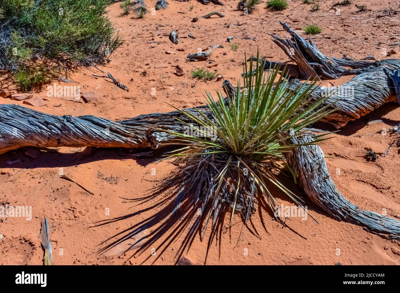 Yucca red rock formations hi-res stock photography and images - Alamy
