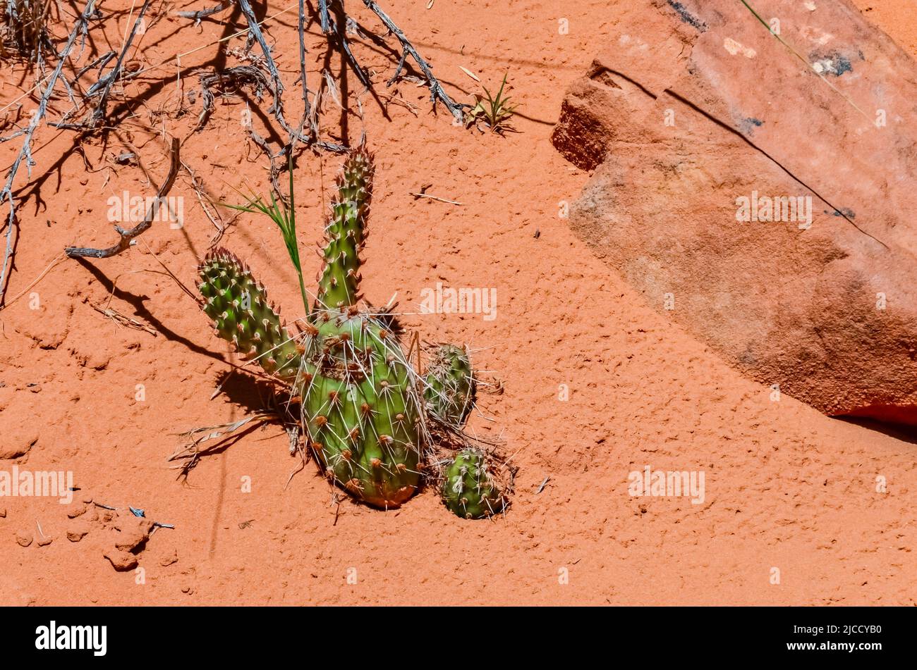 Cactaceae opuntia sp red cactus hi-res stock photography and images - Alamy