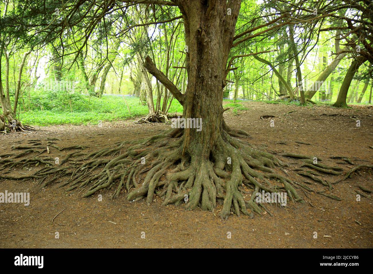 Roots of an old tree in the Trosley countryside Stock Photo - Alamy